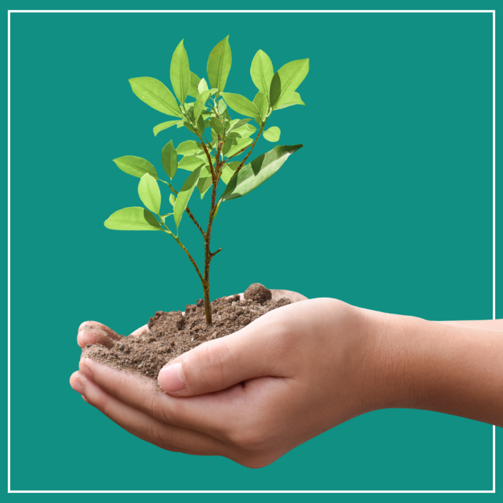 Free Trees for Earth Week! | oleyvalleylibrary.com